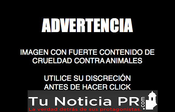 Se Busca hombre que le corto la cabeza a un gato en el pueblo de ... Se Busca hombre que le corto la cabeza a un gato en el pueblo de ...