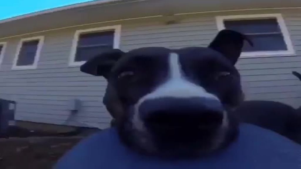 Video: Perro se roba una cámara GoPro prendida y se graba mientras huye Video: Perro se roba una cámara GoPro prendida y se graba mientras huye