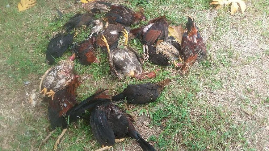 Hallan gallos muertos en Barceloneta