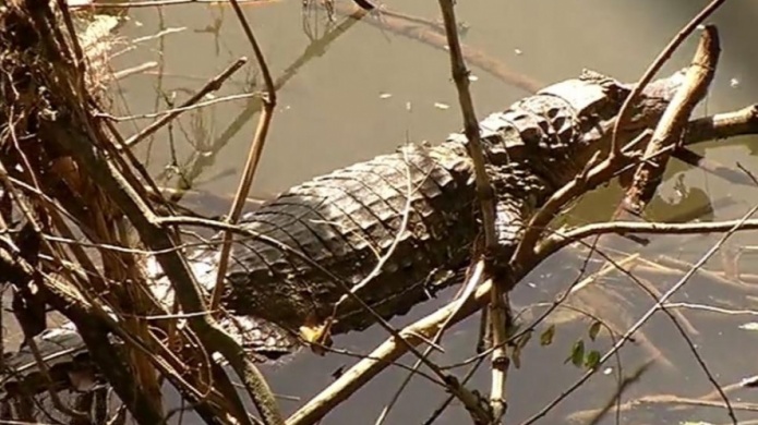 Fotos: Captan Caimán cerca del cuartel general de la policía en Hato Rey