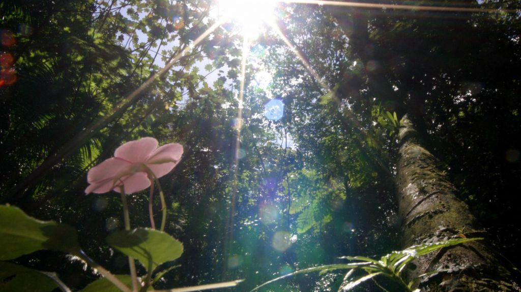Presentan el Atlas del Bosque Nacional El Yunque de Puerto Rico