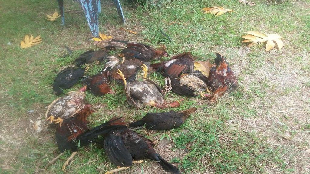 Hallan gallos muertos en Barceloneta