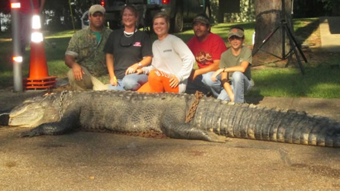 Una familia de cazadores atrapa un caimán gigante en Alabama
